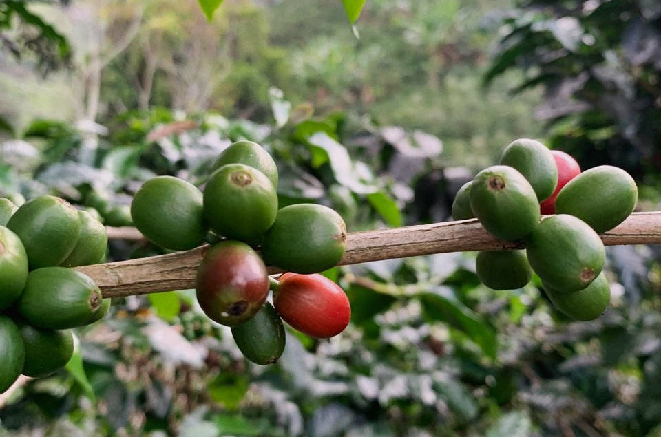 Blue Bird - Colombia – cafeadvocate